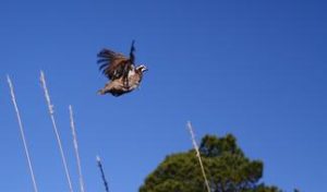 Gamebirds - Rockin E